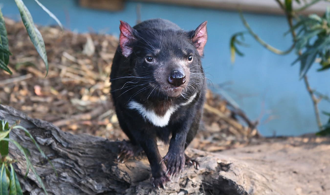 Critters in the shed | Page 31 | LaverdaForum